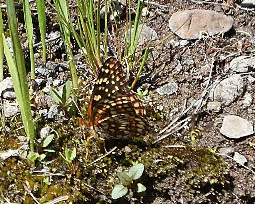Northern Checkerspot from Horseshoe Ranch Wildlife Area, Siskiyou ...