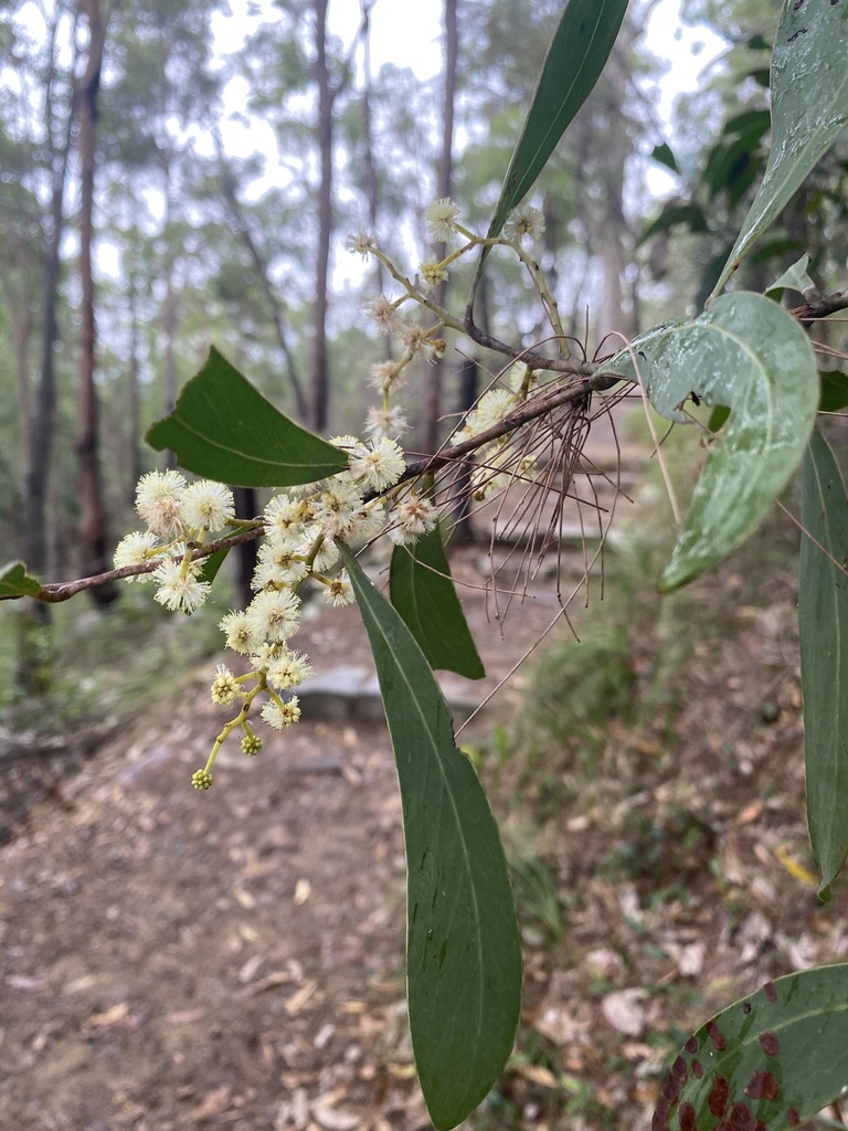 sickle wattle from Glass House Mountains National Park, Glass House ...