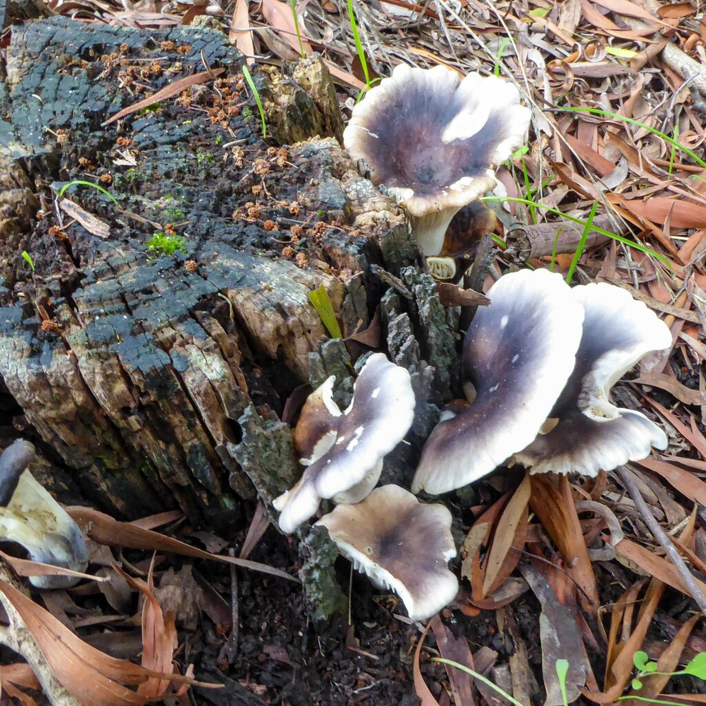 ghost fungus from Blackburn Lake Sanctuary VIC 3130, Australia on May ...