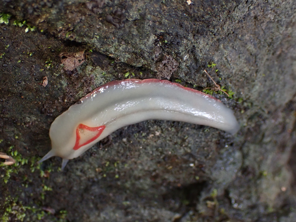 Red Triangle Slug from Main Range NP, Townson QLD 4341, Australia on ...
