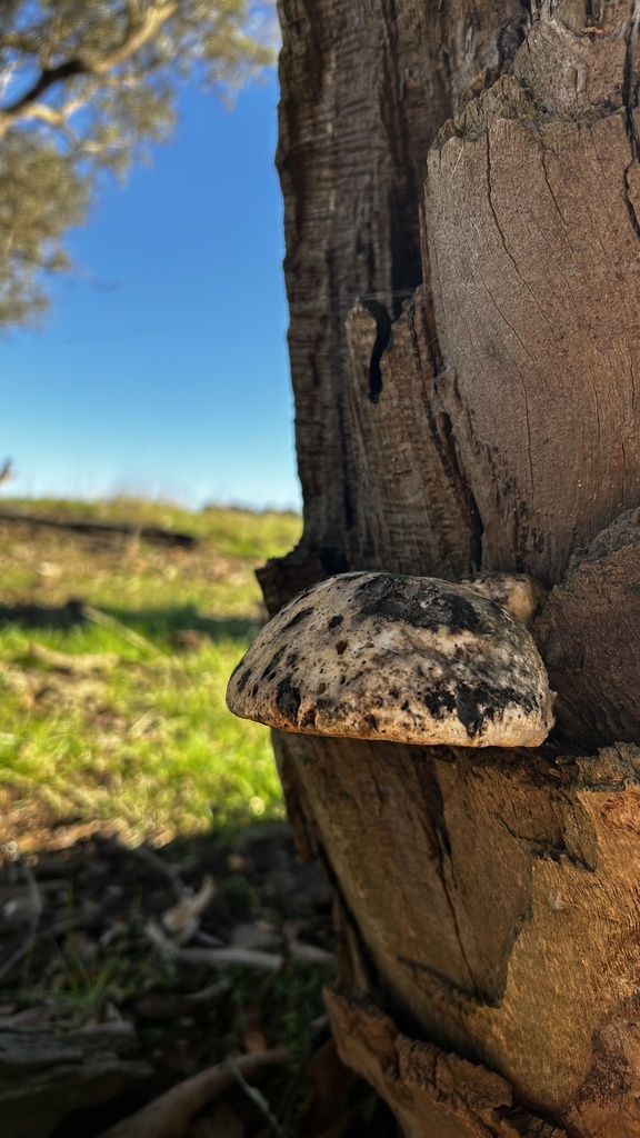 white punk from Yarra, NSW, AU on May 14, 2024 at 02:50 PM by robynapps ...
