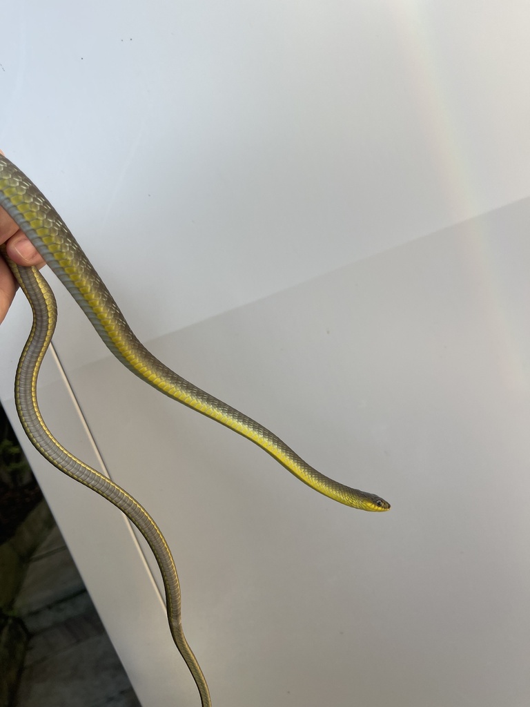 Common Tree Snake from Bay St, Mosman, NSW, AU on May 14, 2024 at 03:13 ...