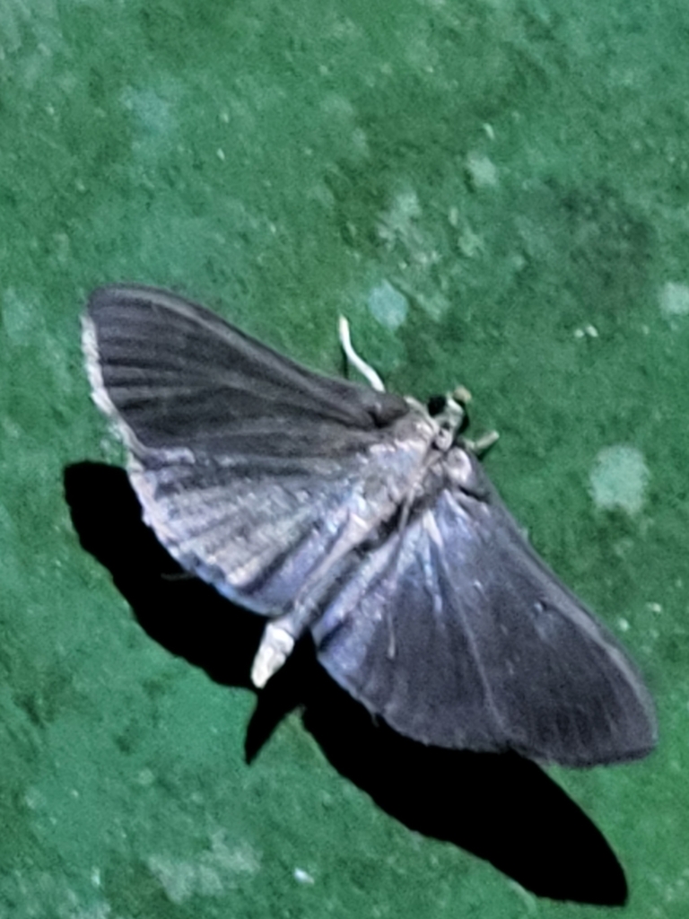 Pearl Moths from 08681, Peru on May 13, 2024 at 06:59 PM by Jacek ...