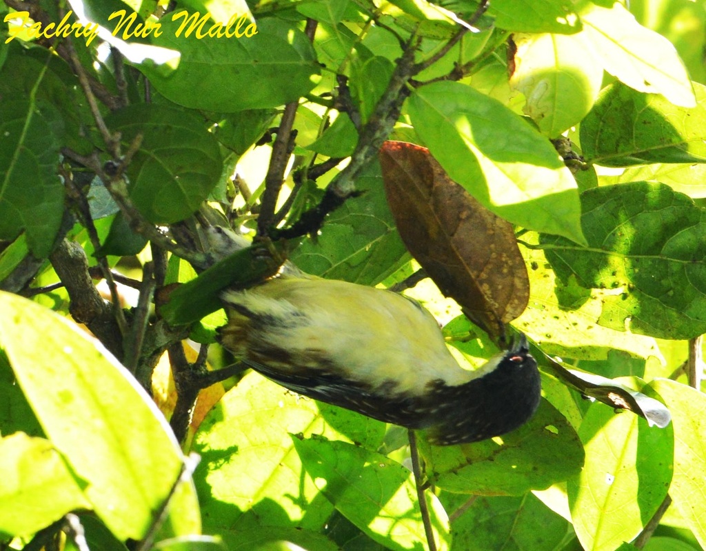 Spotted Crocias in December 2014 by fachrynurmallojr. ENDEMIK JAWA ...