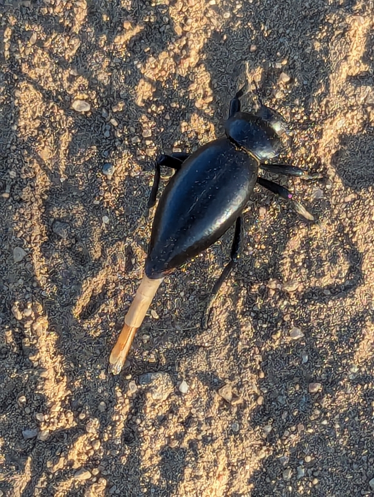 Eleodes acuticauda from Ramona, CA 92065, USA on May 13, 2024 at 06:39 ...