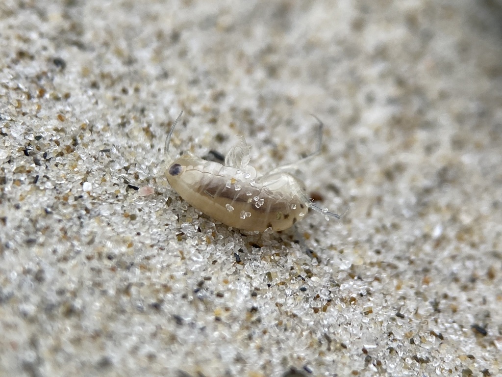 Sandhoppers and Landhoppers from Kaipara District, Northland, New ...