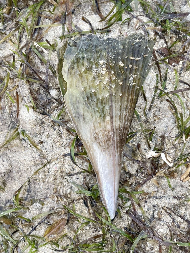 Pinna from Hunter Bay, Lord Howe Island, NSW, AU on May 6, 2024 at 02: ...
