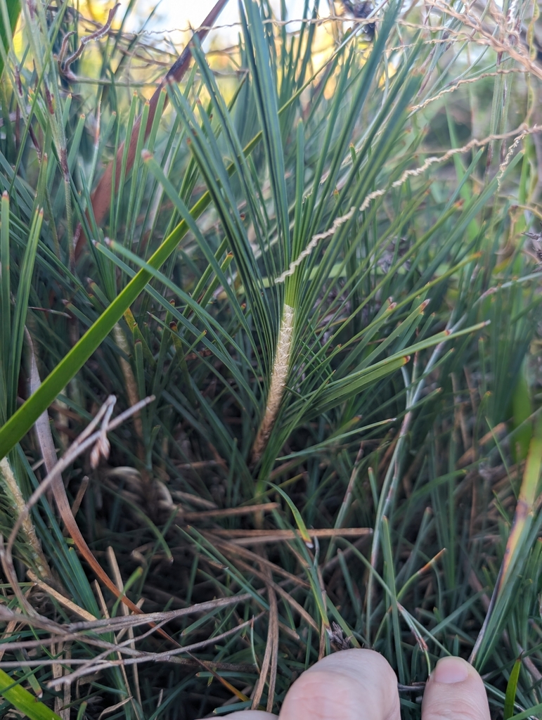 Pale Mat-rush from North Head Scenic Dr opp North Head Sanctuary, Manly ...
