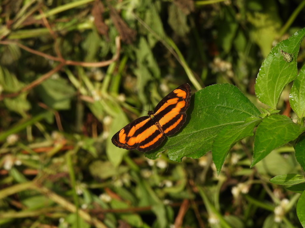 Common Lascar from Sumedang Regency, West Java, Indonesia on May 2 ...