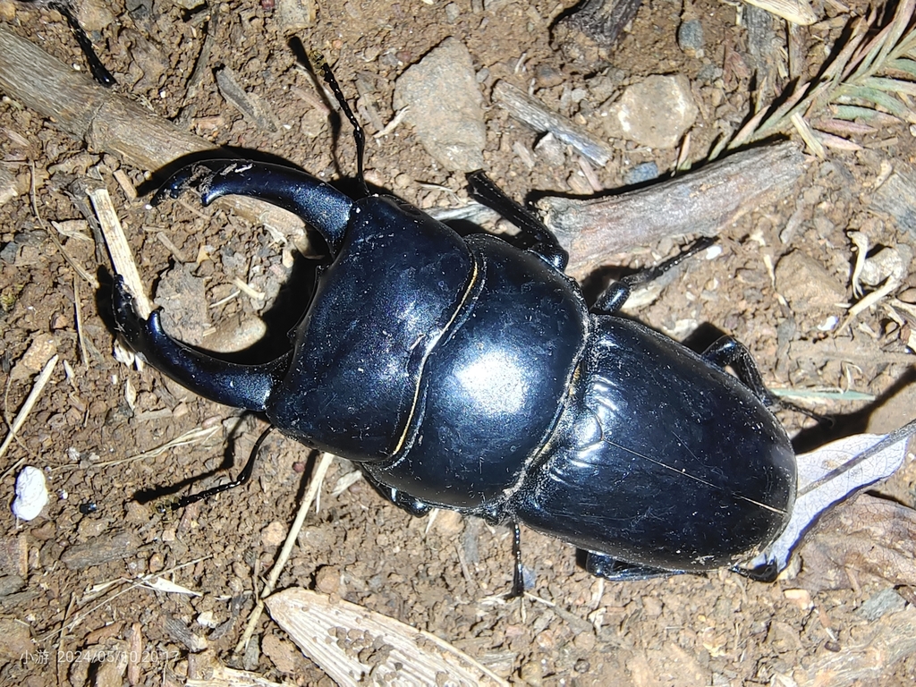 Dorcus hirticornis in May 2024 by 游 · iNaturalist