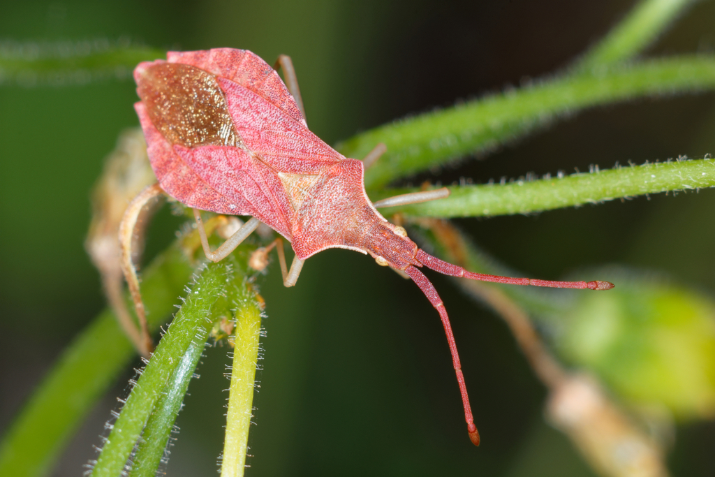 Haploprocta sulcicornis (Madeira True Bugs) · iNaturalist