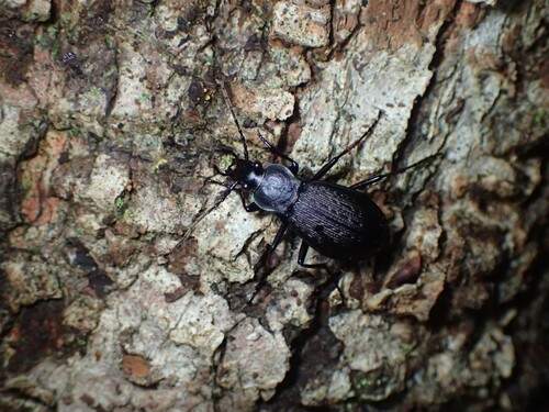 Subspecies Carabus opaculus kurosawai · iNaturalist