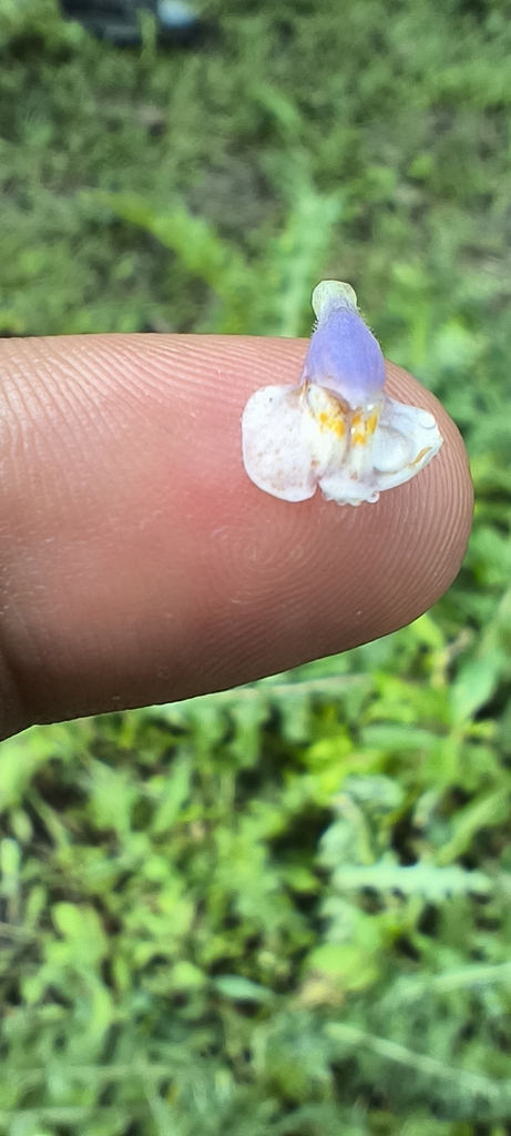 Japanese mazus from 44618, Nepal on May 13, 2024 at 09:01 AM by Basu ...