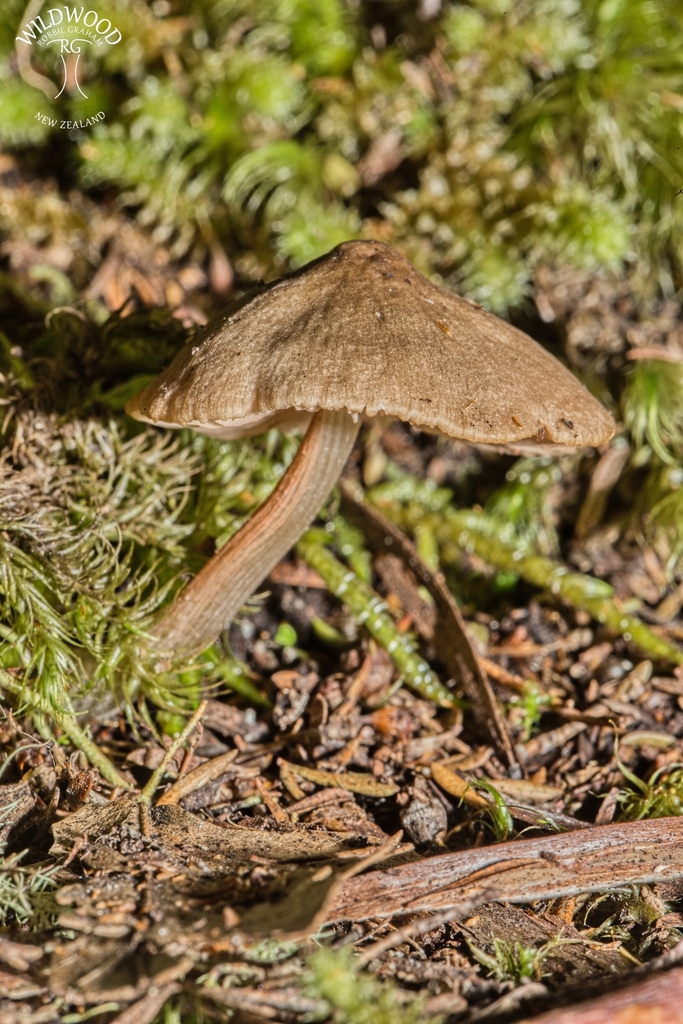 Pinkgills from Waitahanui River, Waikato, New Zealand on May 14, 2024 ...