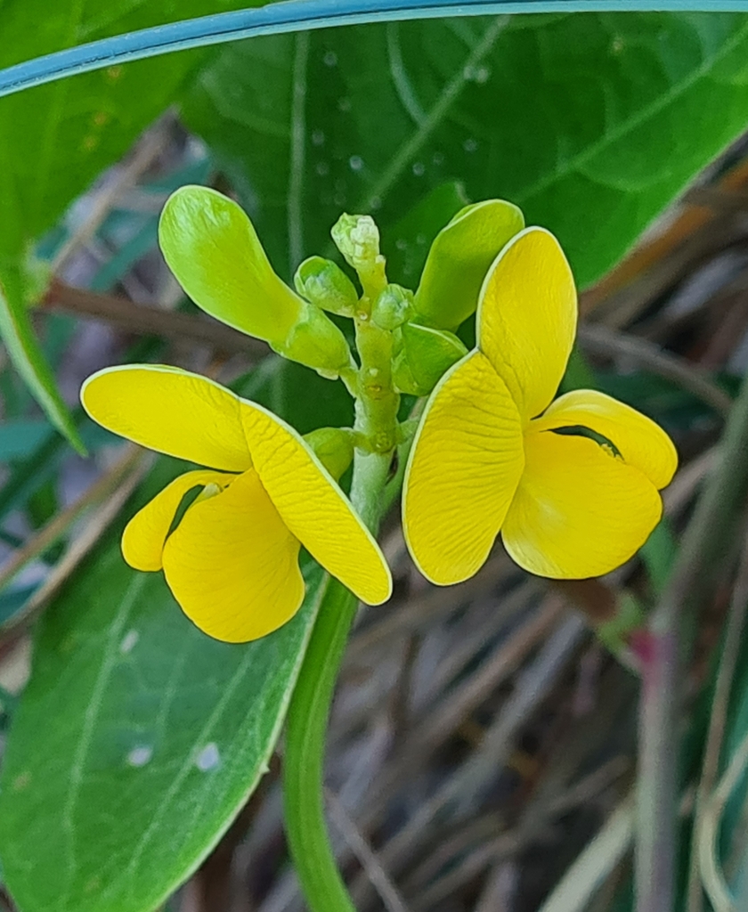 beach pea from Sunrise Beach QLD 4567, Australia on May 13, 2024 at 03: ...