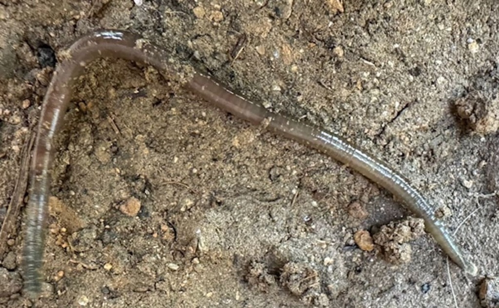 Megascolecid Earthworms in May 2024 by transylvania_nc. ecoEXPLORE ...