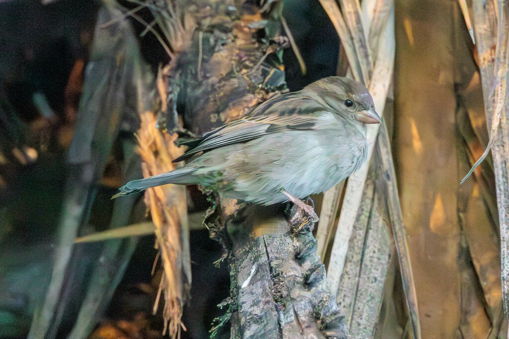 European house sparrow from Hamilton Lake, Hamilton 3204, New Zealand ...