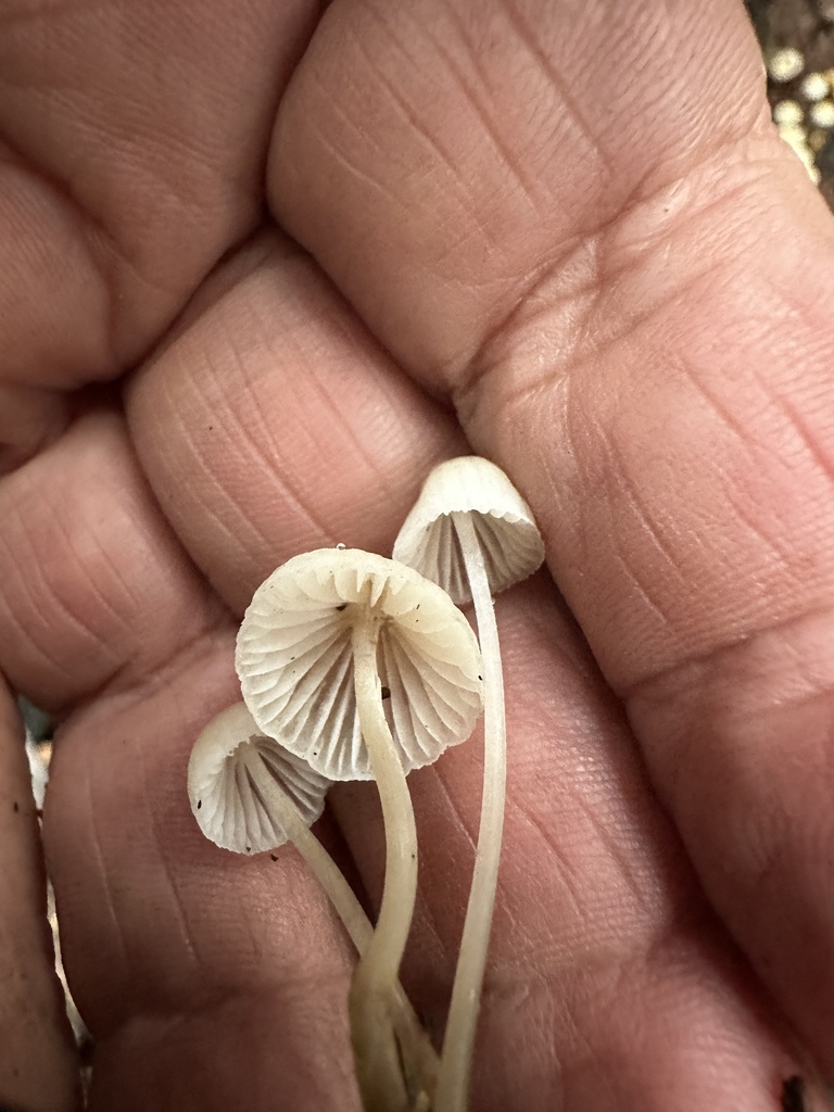 Bonnets from North Island / Te Ika-a-Māui, Raupunga, Hawke's Bay, NZ on ...