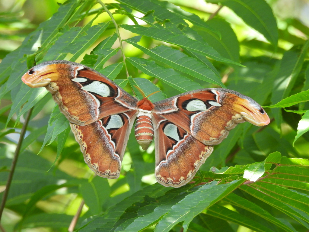 Atlas Moth from Sumedang Regency, West Java, Indonesia on May 3, 2024 ...