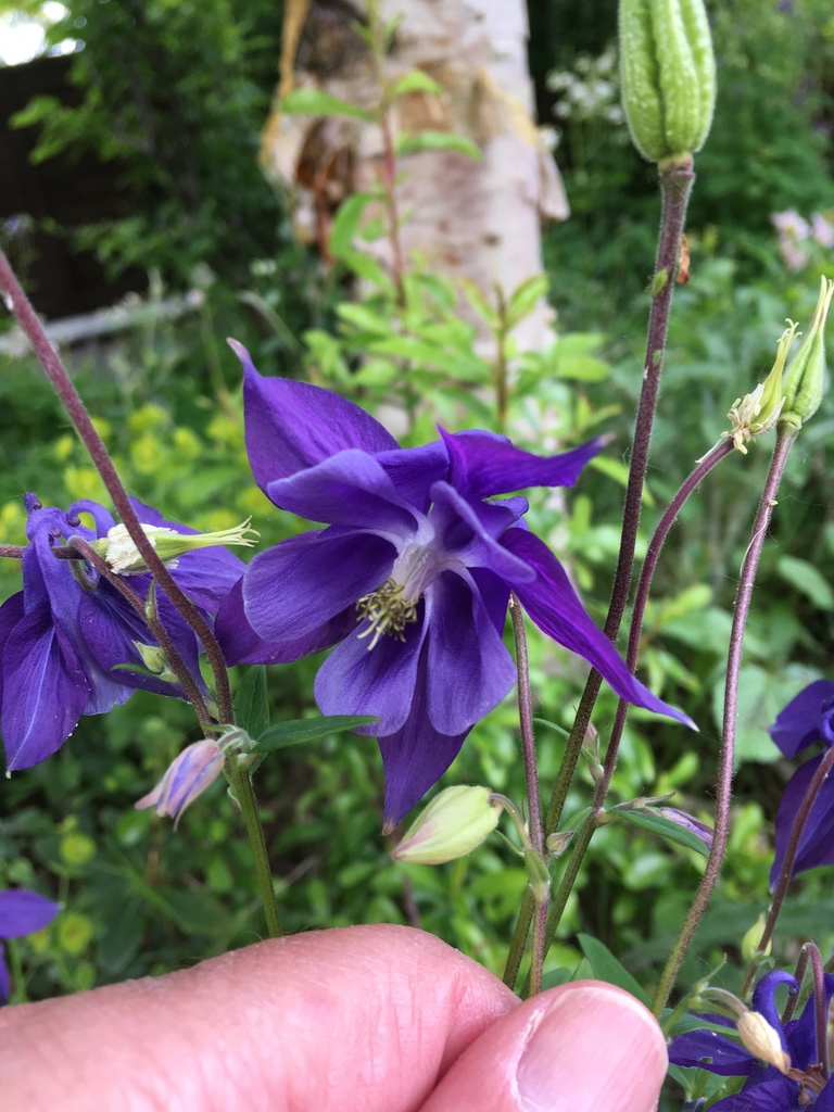 common columbine from 250 Kingsway, Stourbridge, England, GB on May 6 ...