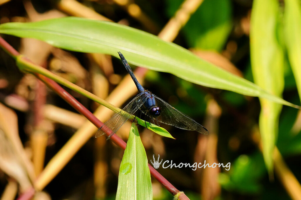 Indigo Dropwing from 中国云南省西双版纳傣族自治州勐腊县 on April 30, 2024 at 03:32 PM by ...