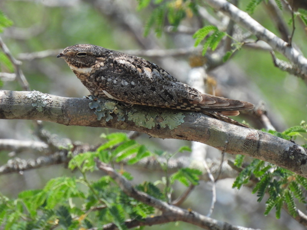 Lesser Nighthawk from Universidad Autónoma de Nuevo León - Facultad de ...