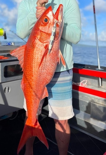 Bowen's snapper (Etelis boweni) · iNaturalist