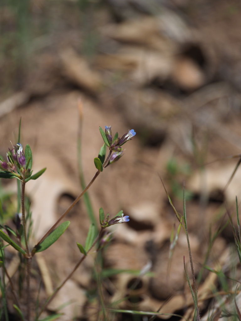 small-flowered blue-eyed mary (Collinsia parviflora) - Botanical Realm
