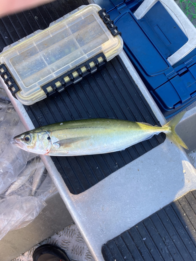 Koheru from Hautapu Channel, Waikato, NZ on May 5, 2024 at 08:03 AM by ...