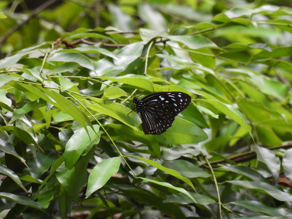 Dark Blue Tiger Butterfly from Sumedang Regency, West Java, Indonesia ...
