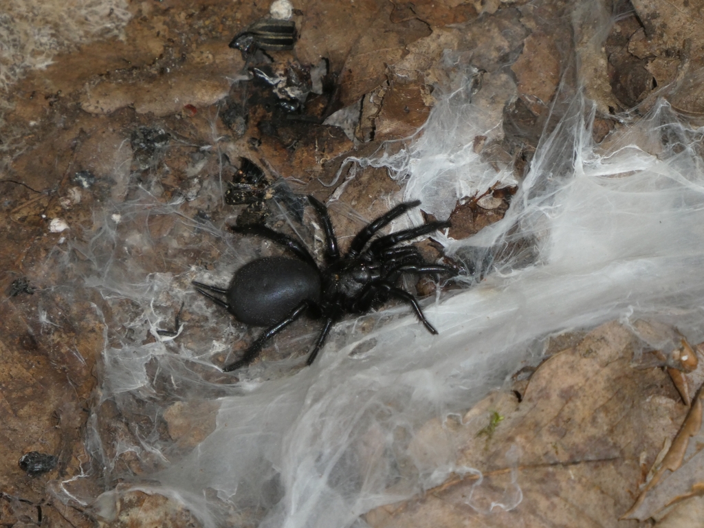 Gibraltar Funnel-web Spider from Cádiz, ES-AN, ES on May 9, 2024 at 12: ...