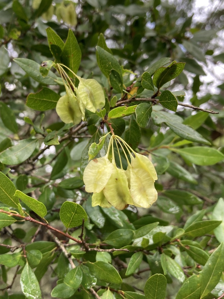 two-winged stink-bushwillow (Terminalia myrtifolia) - Botanical Realm