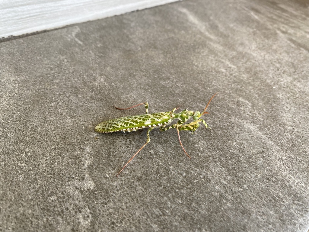 Thistle Mantis from Cyprus on May 14, 2024 at 09:32 AM by mpapageorgiou ...