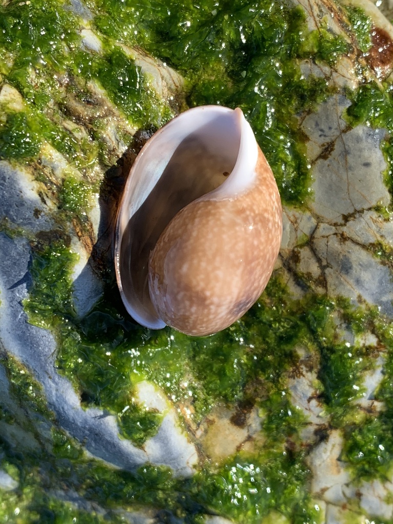 Bulla from South Pacific Ocean, Barcoongere, NSW, AU on May 14, 2024 at ...