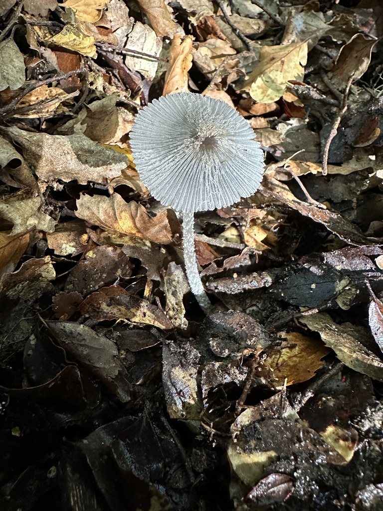 Inkcaps from North Island / Te Ika-a-Māui, Raupunga, Hawke's Bay, NZ on ...