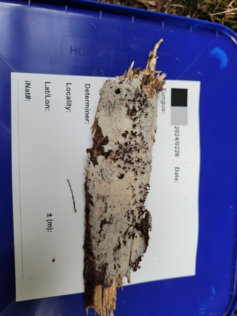 Physaraceae from Mount Richmond Forest Park, NZ-MA, NZ-MA-MB, NZ on May ...