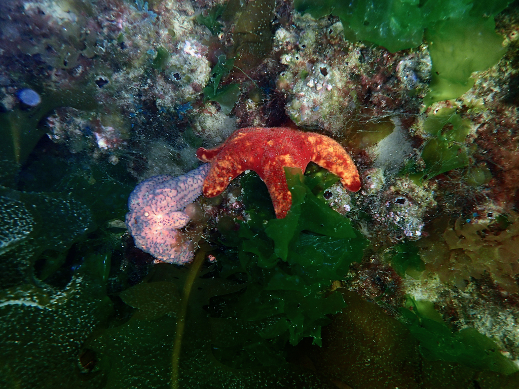Velvet Sea Star from Hampton Beach, Victoria, Australia on May 13, 2024 ...