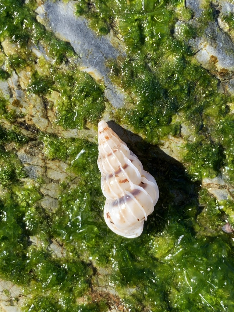 Lamellose Wentletrap from South Pacific Ocean, Barcoongere, NSW, AU on ...