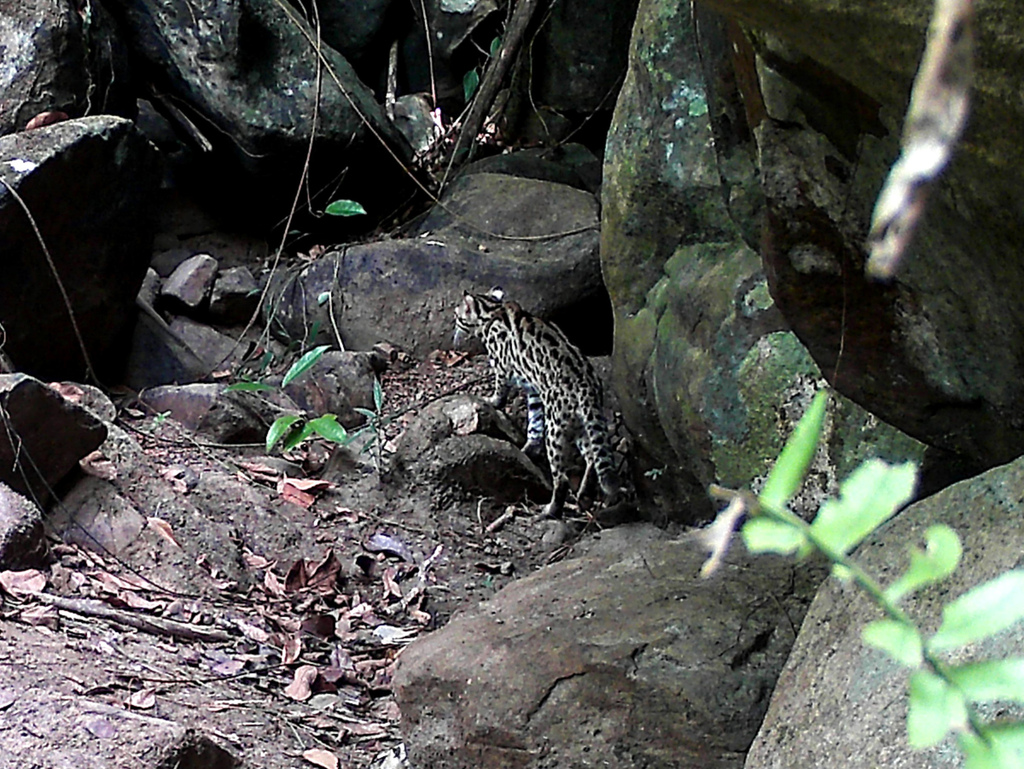Indochinese Leopard Cat from Thma Bang, Cambodia on May 7, 2024 at 11:39 AM by Gerard Chartier ...