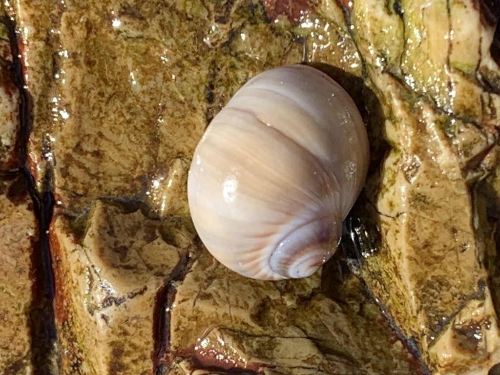 Spotted Sand Shell from South Pacific Ocean, Barcoongere, NSW, AU on ...