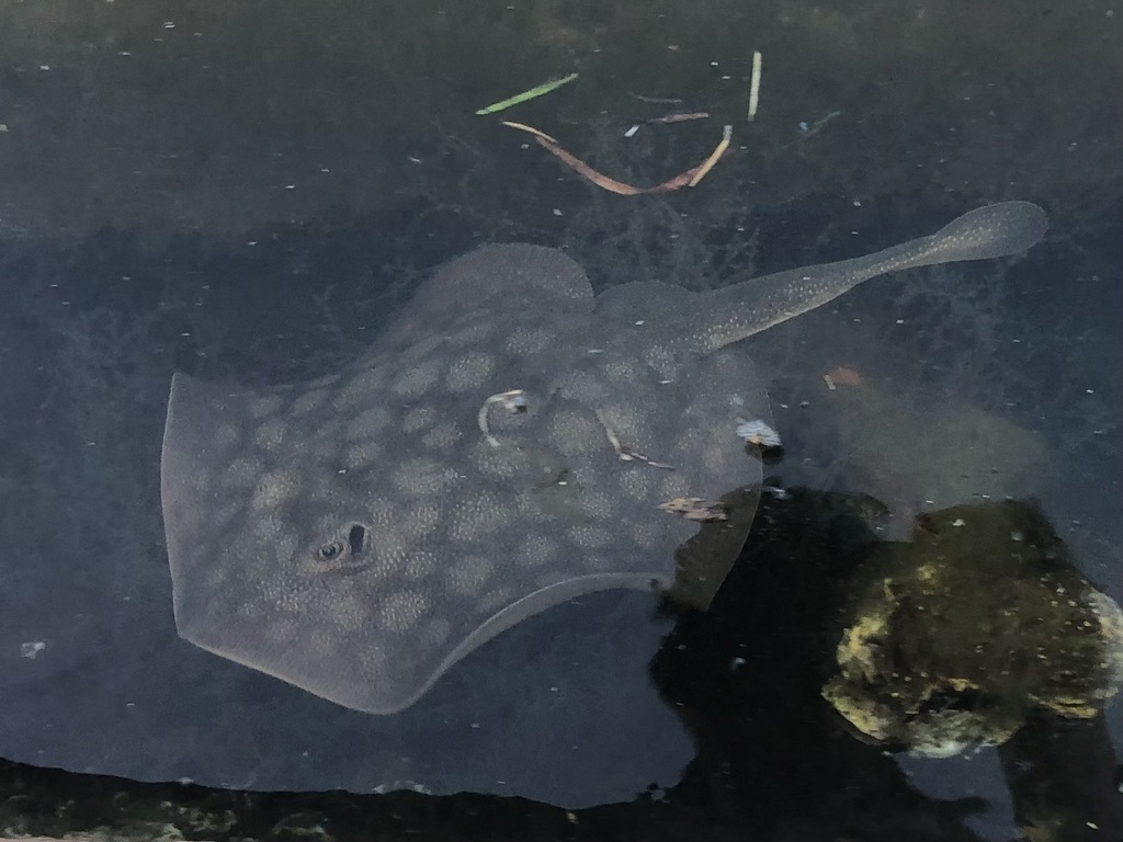 Haller's Round Ray from Rainbow Lagoon Park, Long Beach, CA, USA on May ...