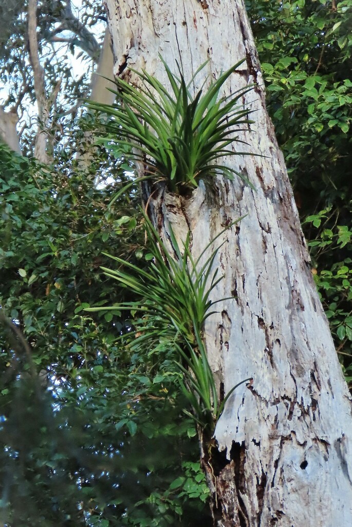 Snake Orchid from Bermagui NSW 2546, Australia on May 14, 2024 at 03:26 ...