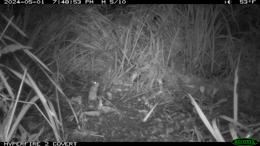Australian Bush Rat from NSW National Parks, Benandarah, NSW, AU on May ...