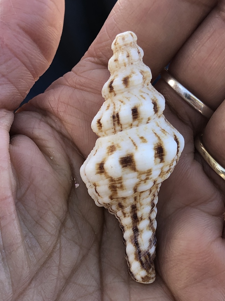 Nicobar spindle from Yuraygir National Park, Barcoongere, NSW, AU on ...