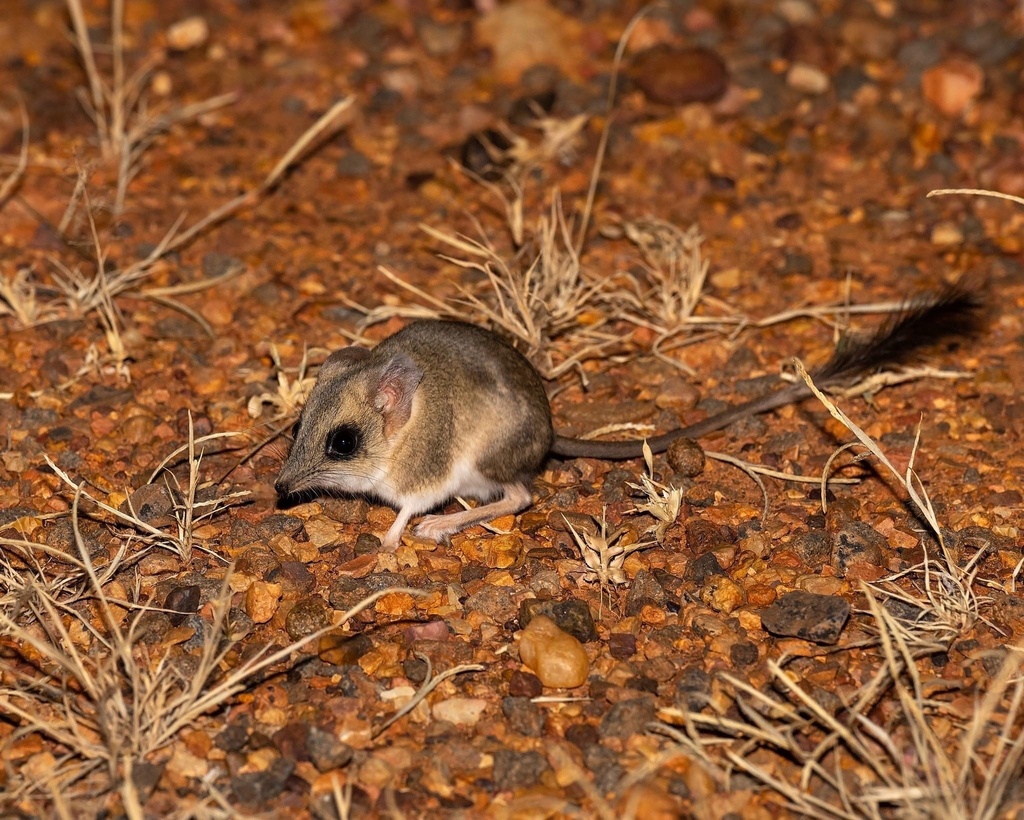 Kultarr from Lark Quarry Rd, Opalton, QLD, AU on May 4, 2024 at 08:50 ...