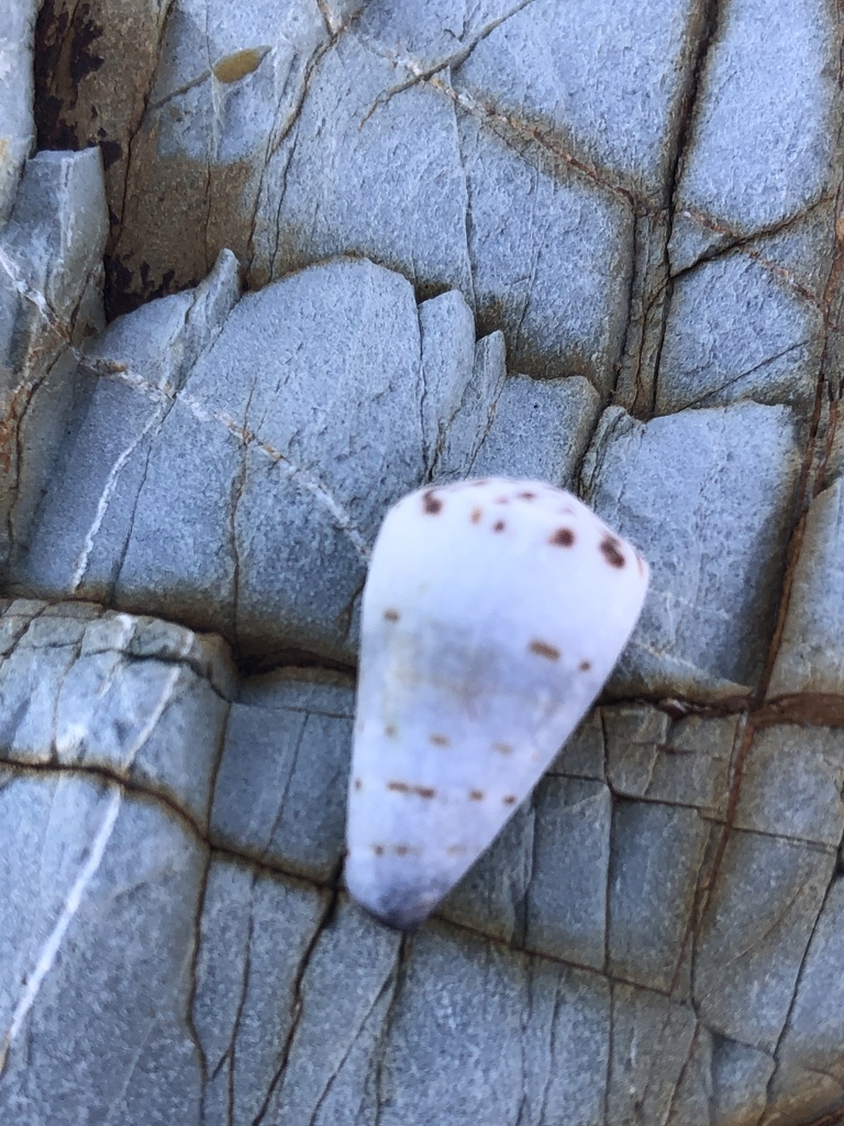 Music Cone from Yuraygir National Park, Barcoongere, NSW, AU on May 14 ...
