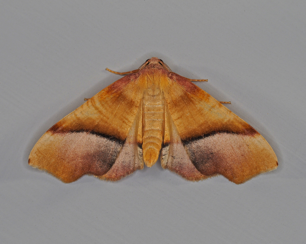 Straight-lined Plagodis Moth from Salem, NH 03079, USA on May 14, 2024 ...