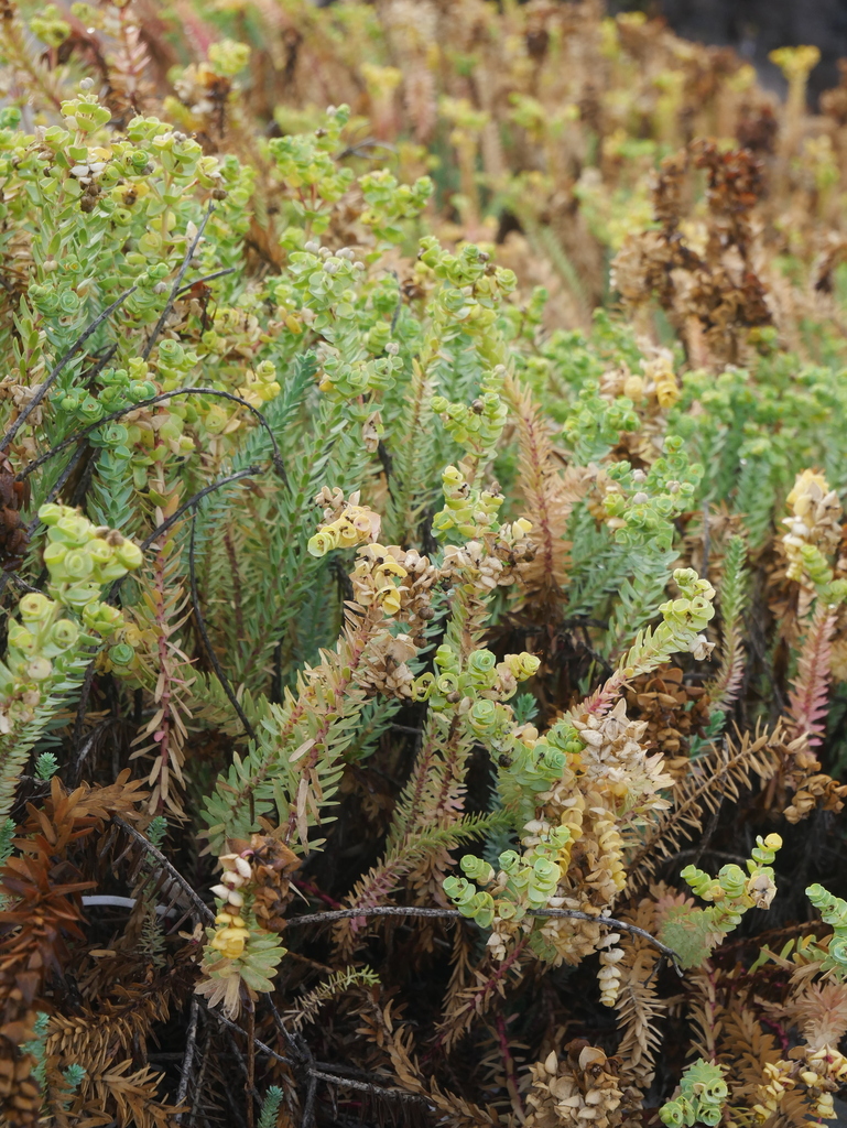 Sea Spurge from Cape Jervis SA 5204, Australia on May 13, 2024 at 09:57 ...