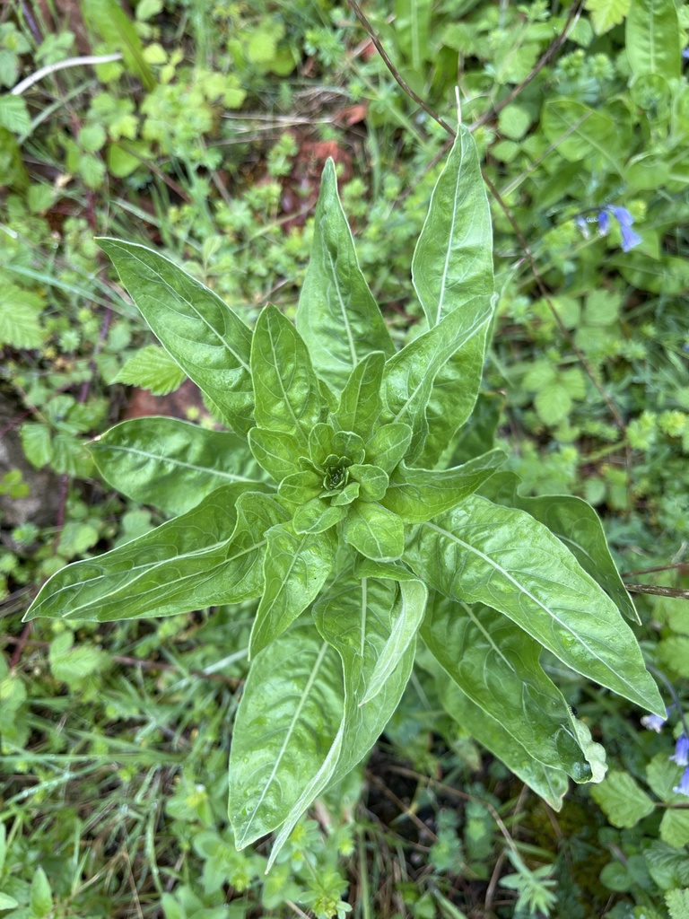 Large-flowered Evening-primrose from Court Hey Park, Liverpool, England ...