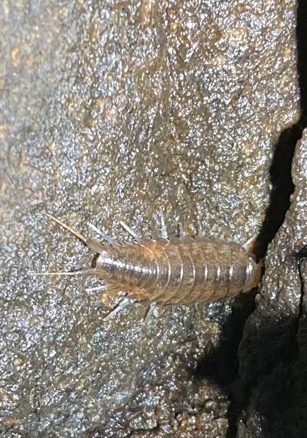 New Zealand Sea Slater from Long Bay Regional Park, Coromandel, Waikato ...